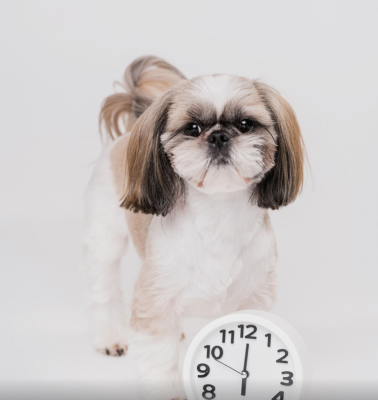 How animals experience time in their own unique ways